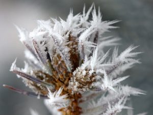 Rime Ice or Hoar Frost? There is a Difference! - DTN