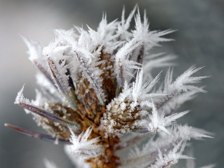 Rime Ice or Hoar Frost? There is a Difference! - DTN
