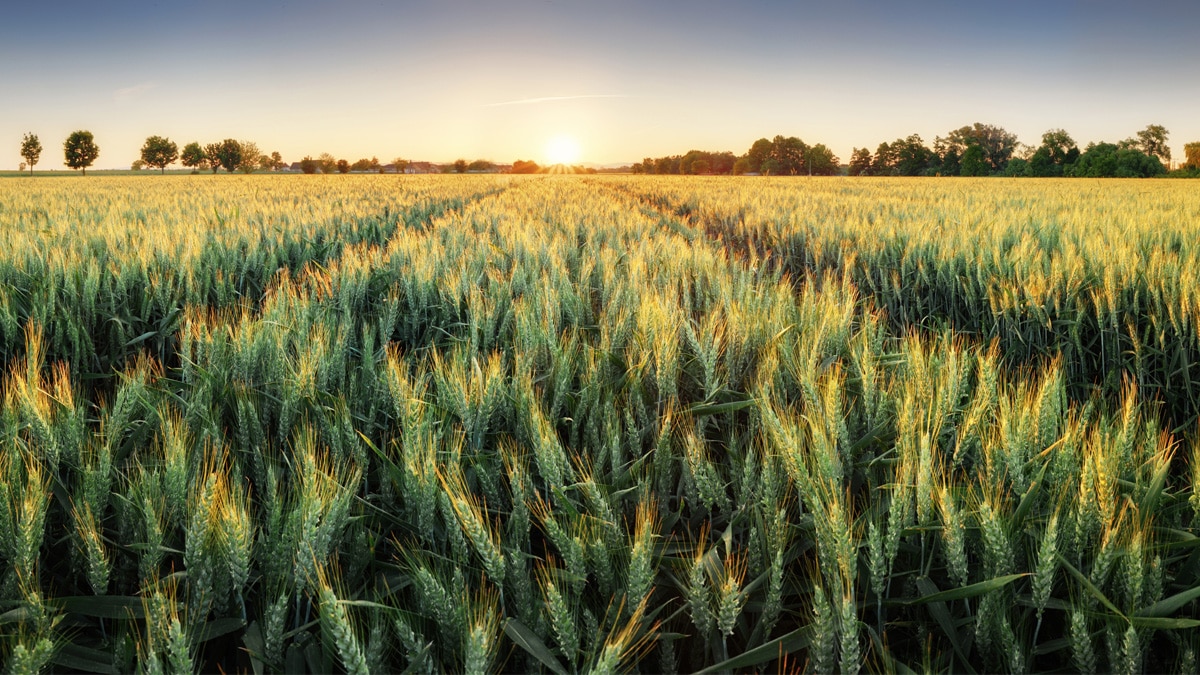 WeatherSentry Global Agriculture Edition - DTN